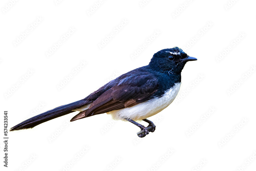 cute little willie wagtail isolated on transparent background, common ...