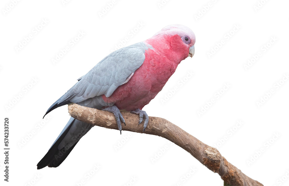 beautiful wild parrot isolated on transparent background; galah, common ...