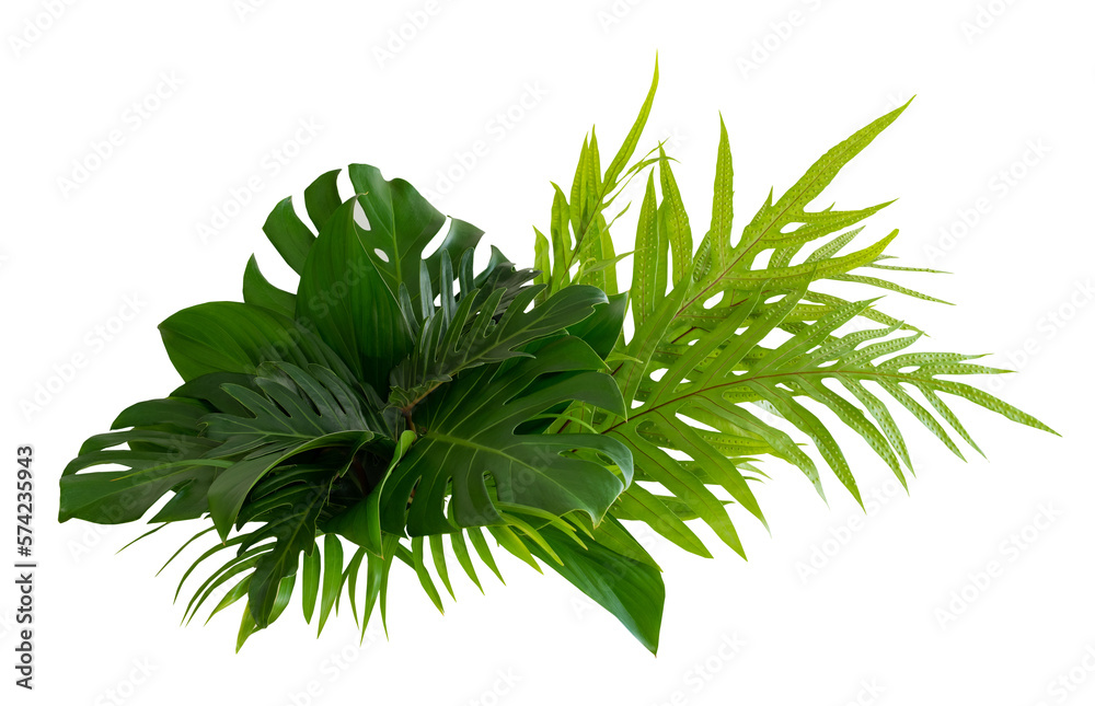 Plant leaves Green nature Tropical forest isolated on transparent ...