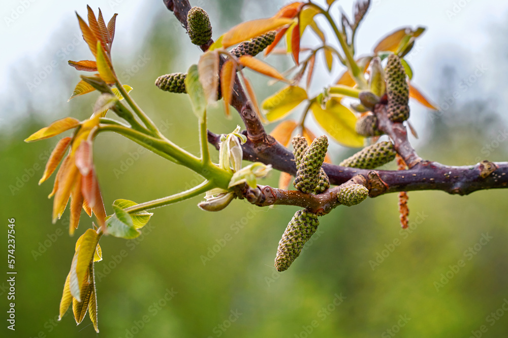 Walnut twig in spring, Walnut tree leaves and catkins close up. Walnut ...