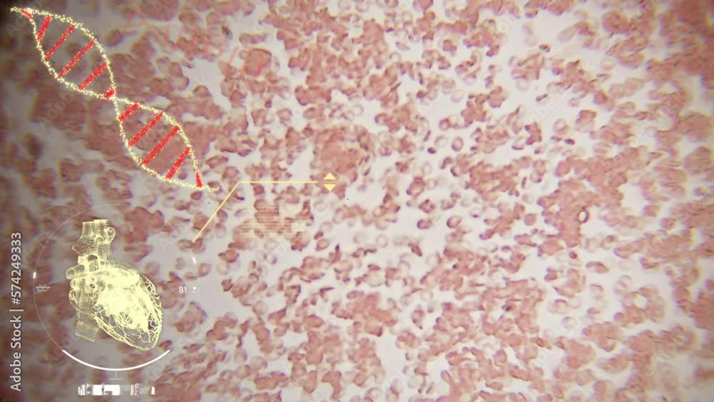 DNA picture. Close up view of blood cells under the microscope with ...