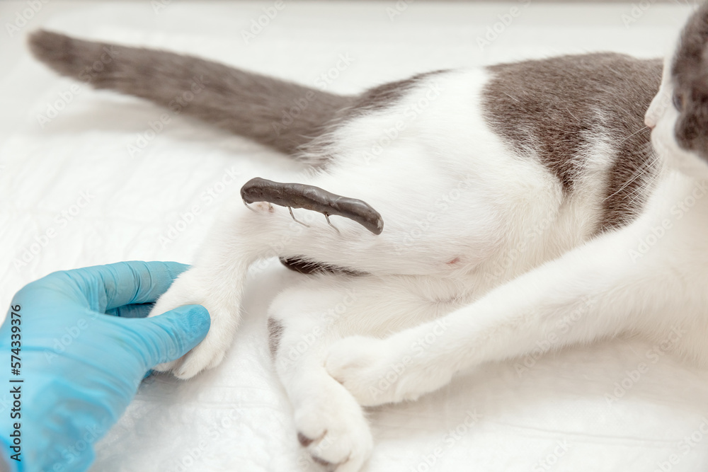 Cat in a veterinary clinic. Osteosynthesis. A cat with a broken leg and ...