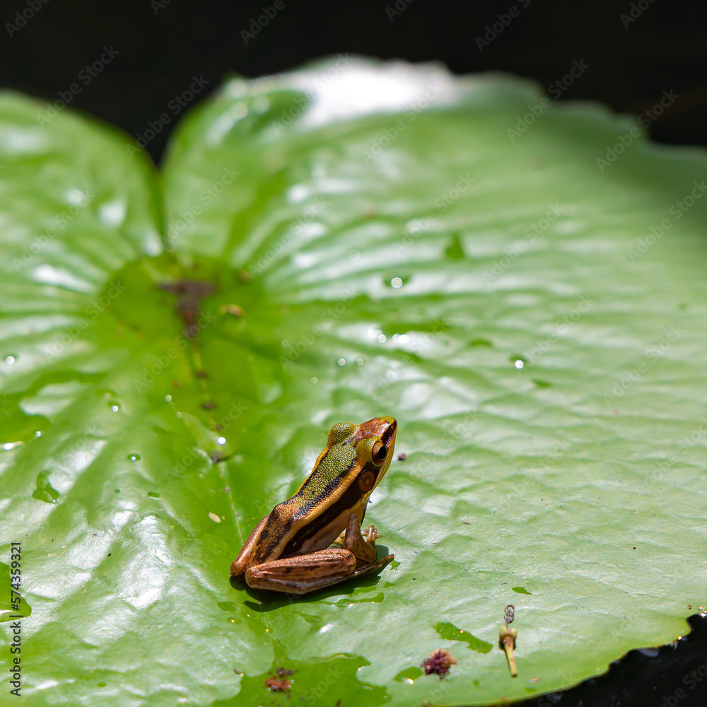 Small endemic frog Brown Mantella (Mantidactylus melanopleura), species ...
