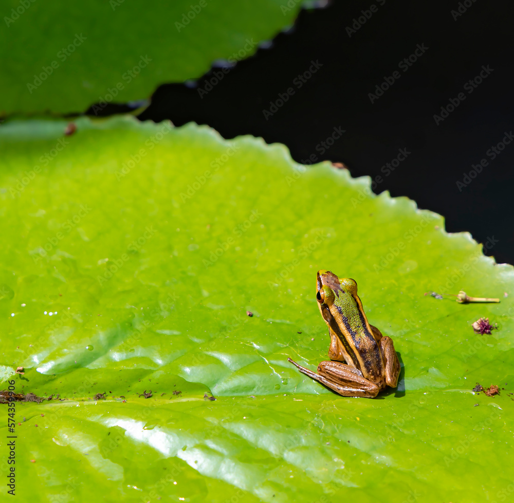 Small endemic frog Brown Mantella (Mantidactylus melanopleura), species of small frog in the ...