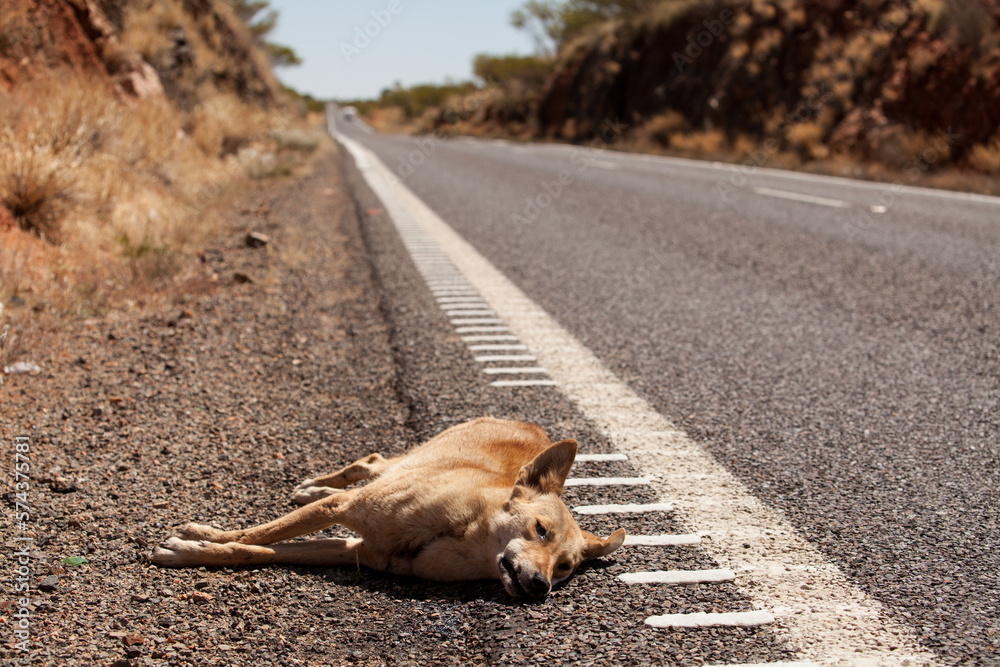 Roadkill - Dingo dead on the side of the road in australia - Queensland ...