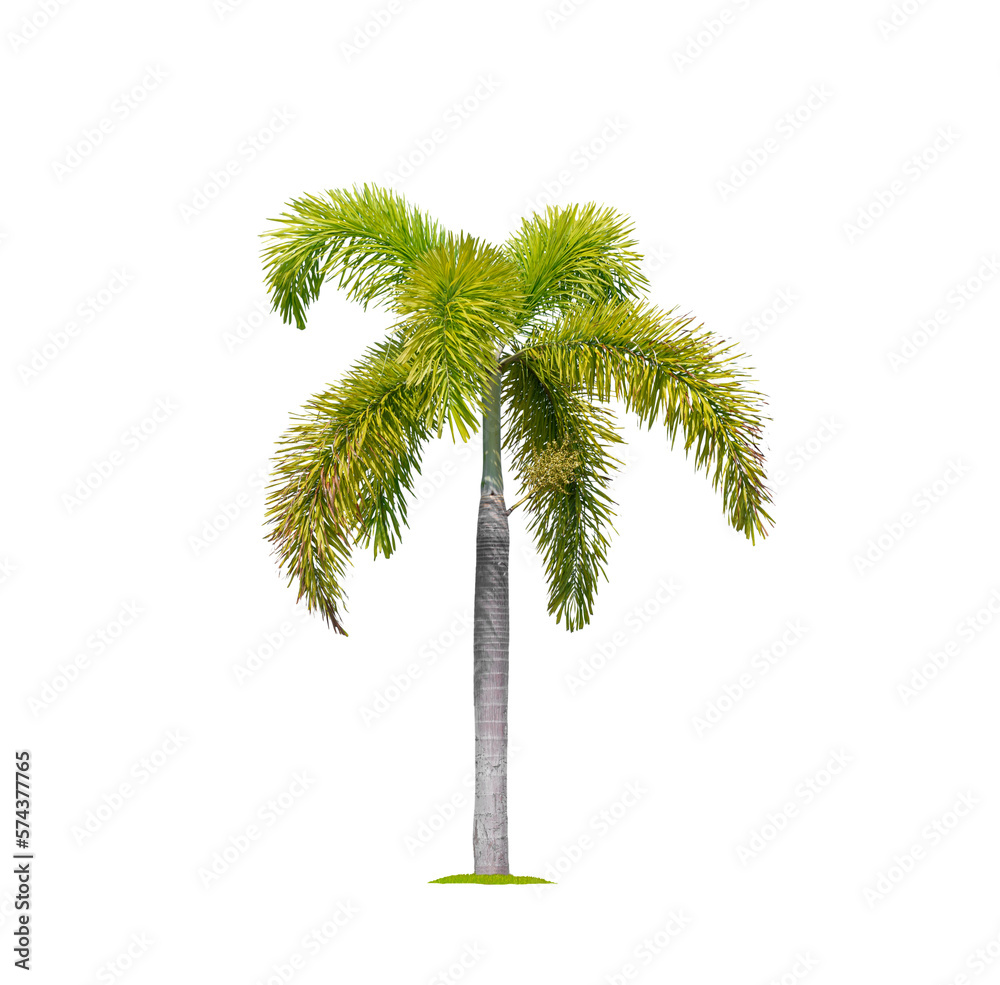 Tall Foxtail palm tree isolated on transparent background, png file ...