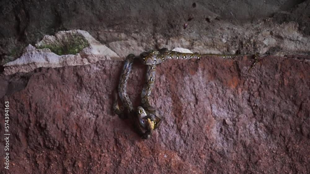 The male Reticulated pythons gets a bat for the female, and the female ...