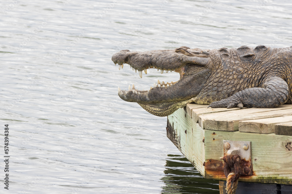 Cocodrilo de pantano tomando el sol en la Laguna del Carpintero en ... Cocodrilo de pantano tomando el sol en la Laguna del Carpintero en ...