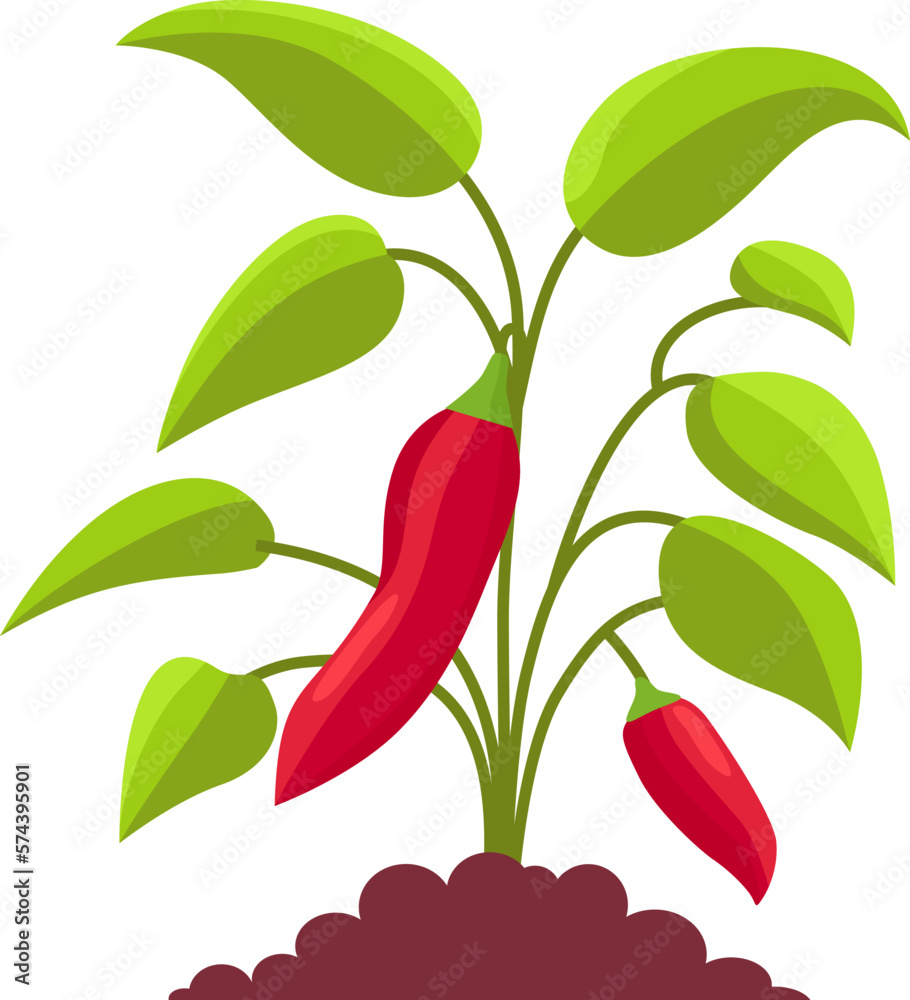 chili peppers grow out of the ground. seedling. chili plant ...