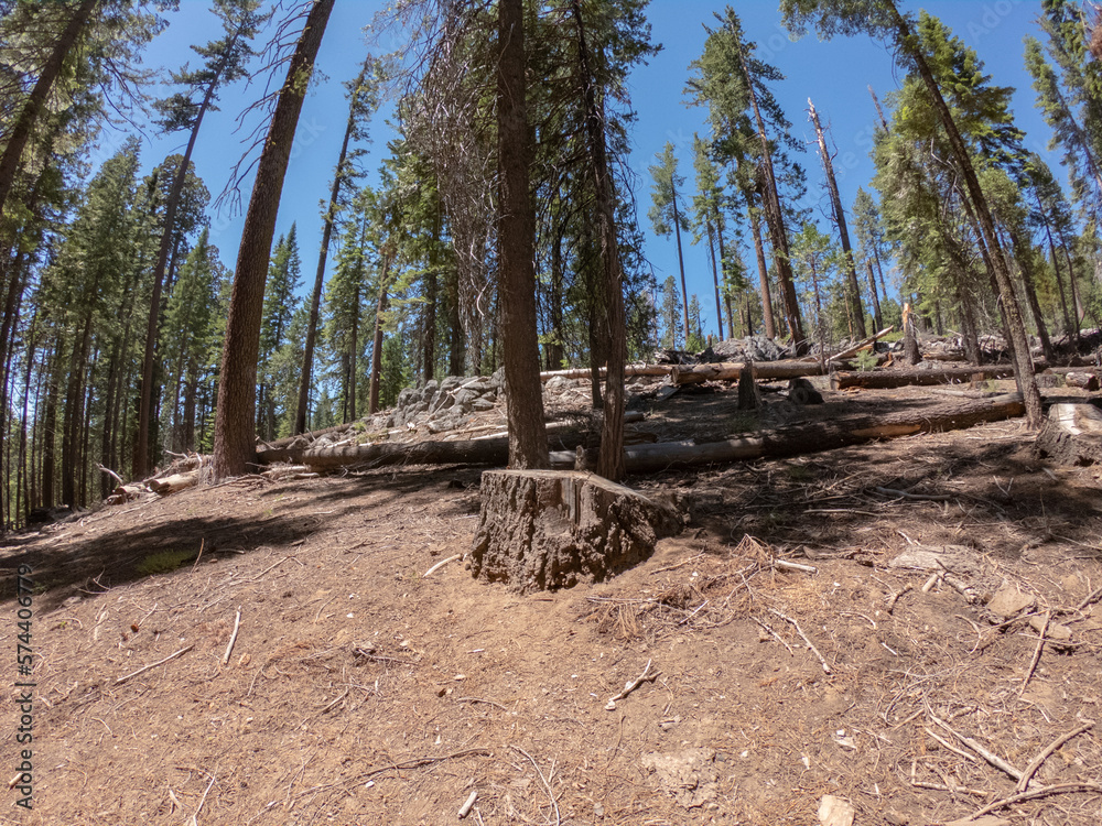 A Douglas squirrel (or chickaree) sitting on top of a tree trunk in ...