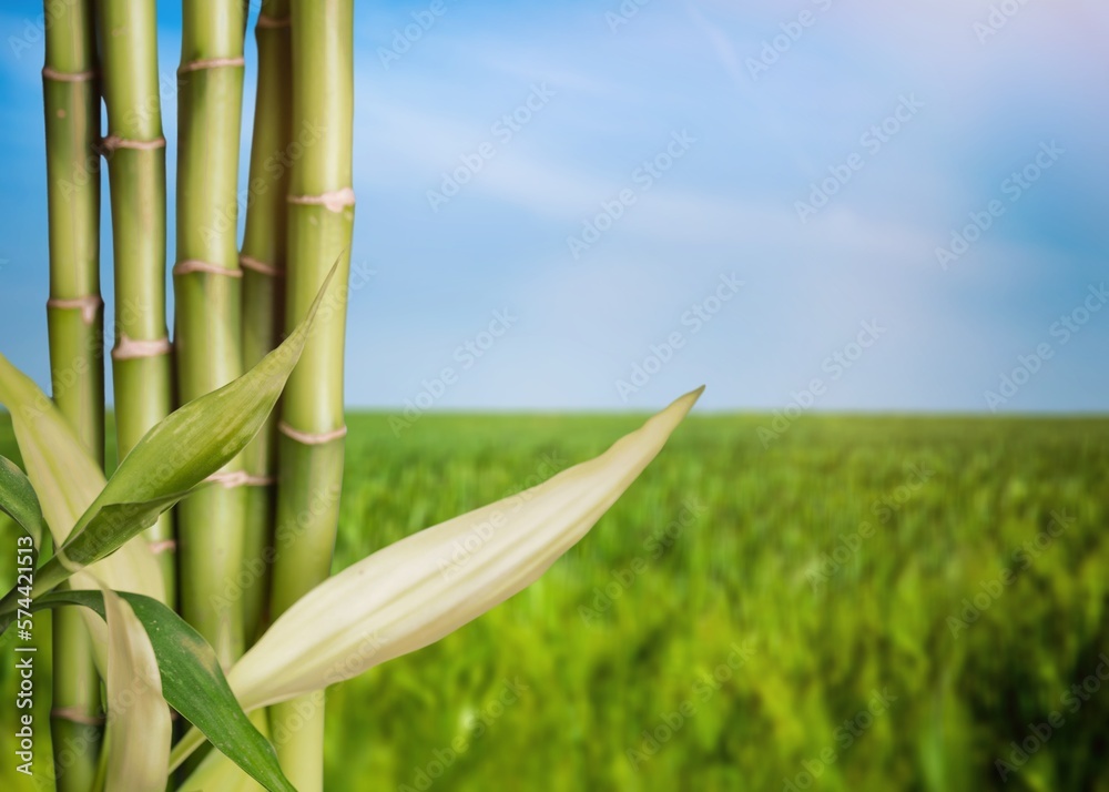 Sugar cane on plantation green background. Stock Photo | Adobe Stock