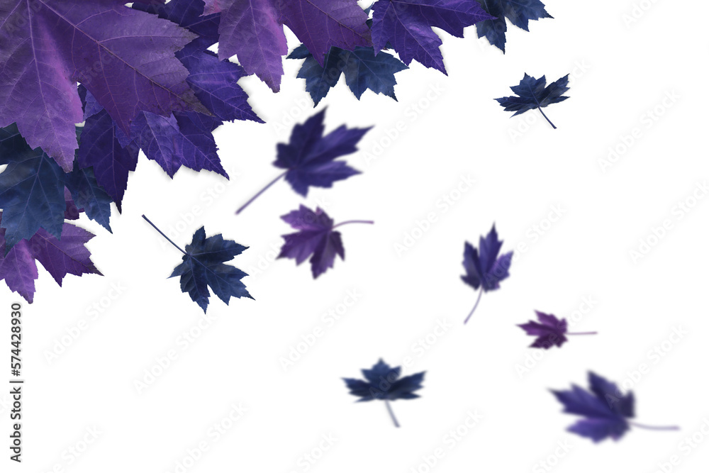 Purple Fall Maple Leaf