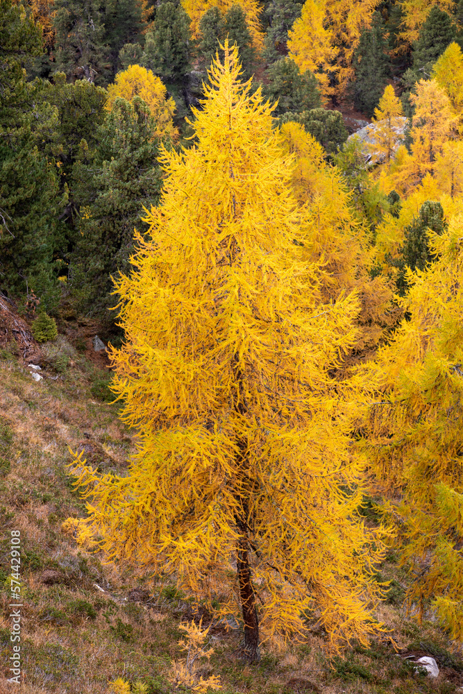 Leuchtend gelbe Tanne auf der Riederalp im Wallis im Herbst Stock Photo ...