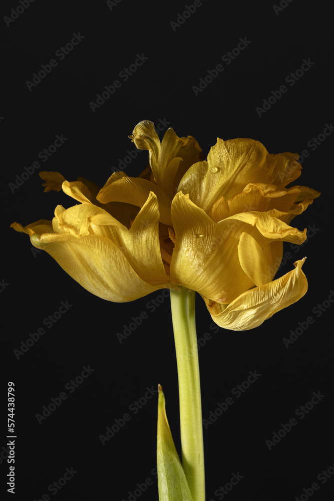 Dried yellow tulip flower over dark background, with copy space ...