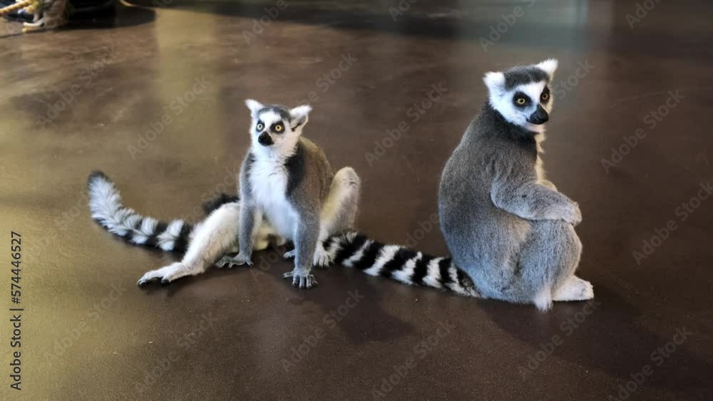 Ring-tailed lemurs sit on the floor in zoo and looks around. Sitting ...