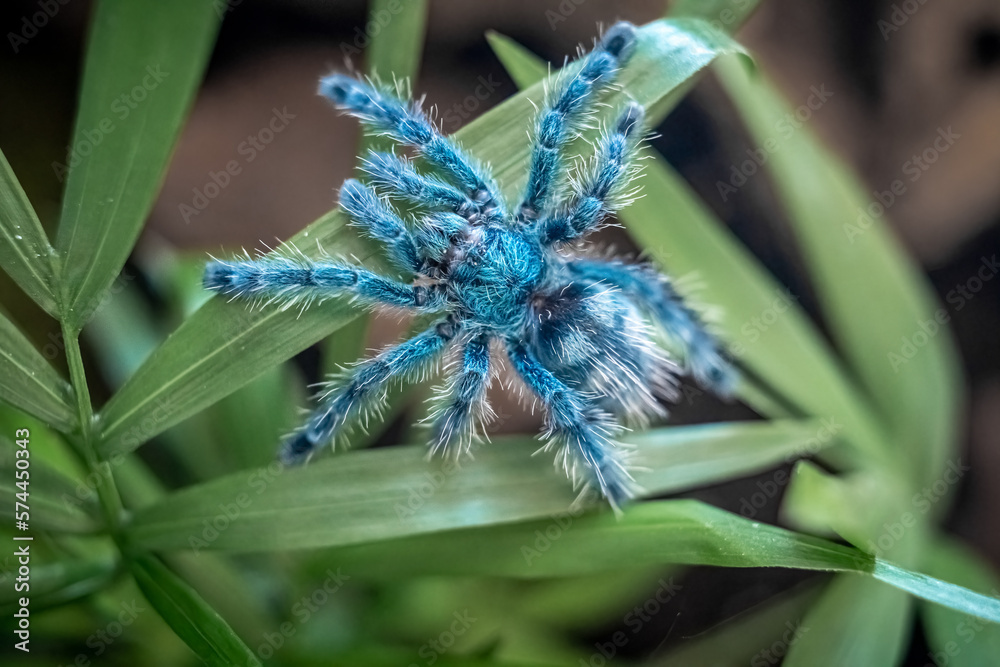 The Antilles pinktoe tarantula (Caribena versicolor), also known as the ...