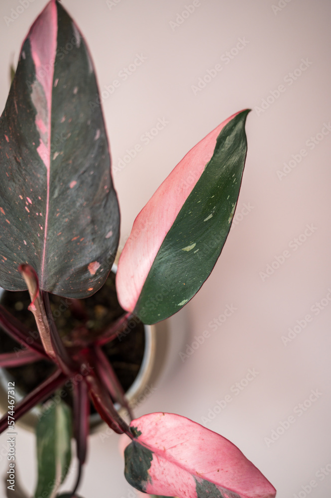 variegated pink and green leaf plant with light pink background Stock ...