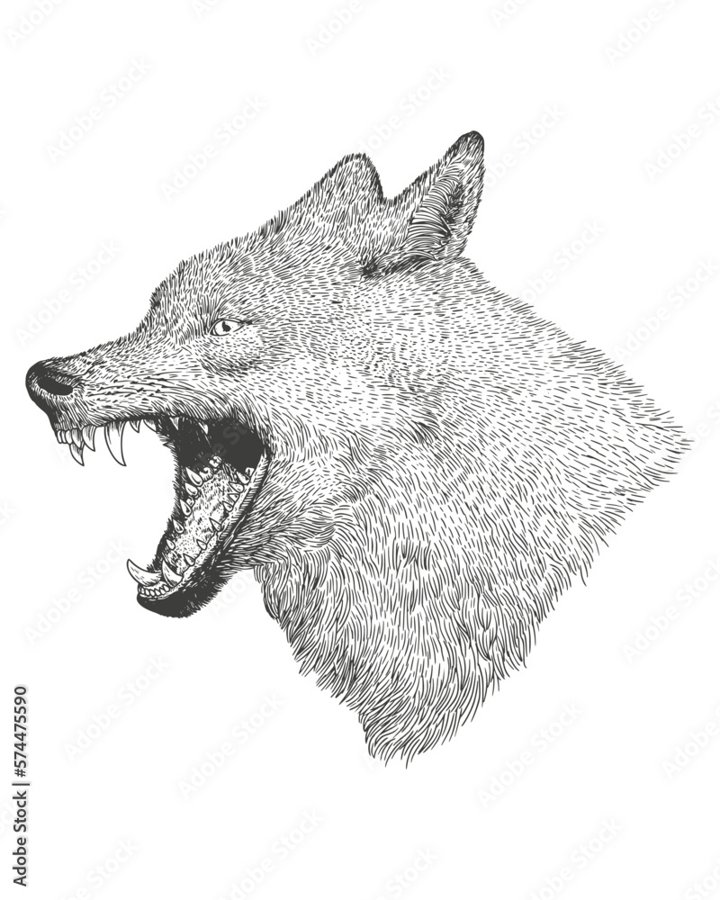 wolf head isolated on white background. drawing vector illustration ...