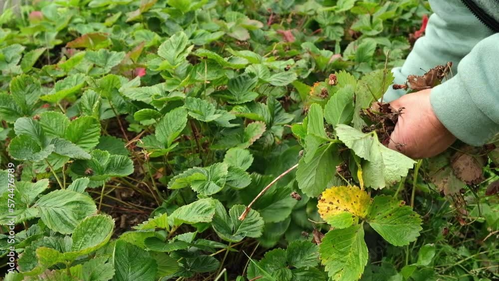 An senior woman gardener remove old leaves, useless, dried, unhealthy ...