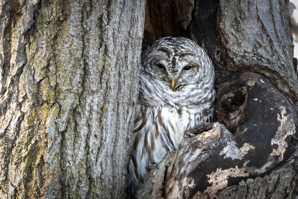 Barred Owl (Strix varia) roosts in its cozy cavity. Like a woodland ...