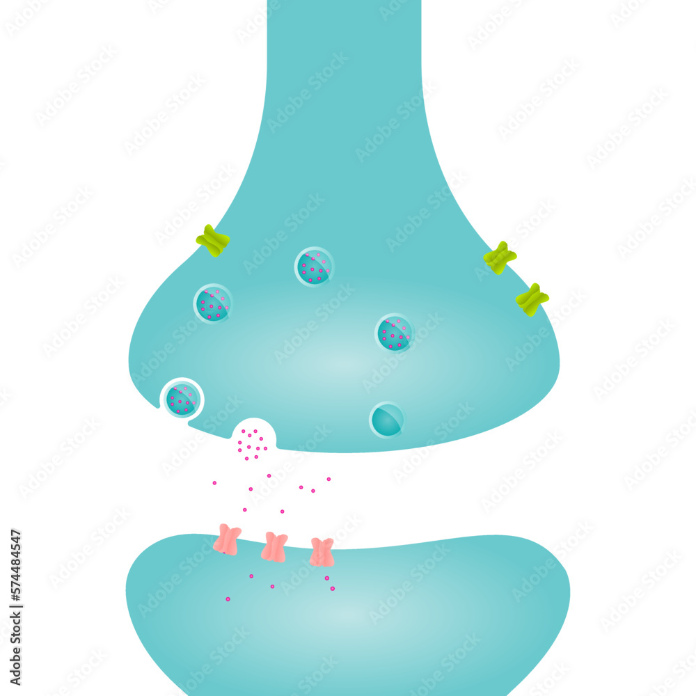 Synaptic Cleft Axon Terminal science vector illustration graphic ...