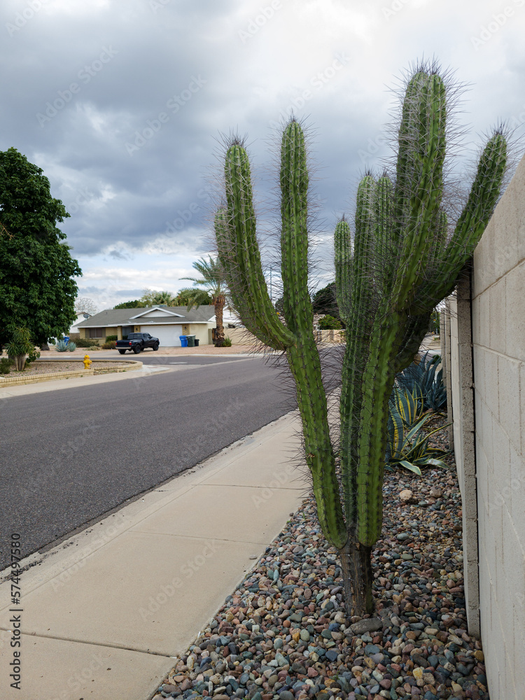 Xeriscaped road shoulder with tree-like appearance of Stetsonia Coryne ...