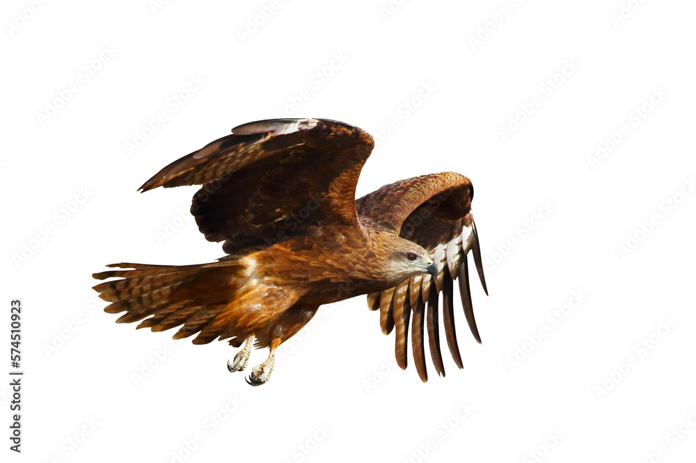 Birds of prey Black kite (Milvus migrans) flying on transparent ...