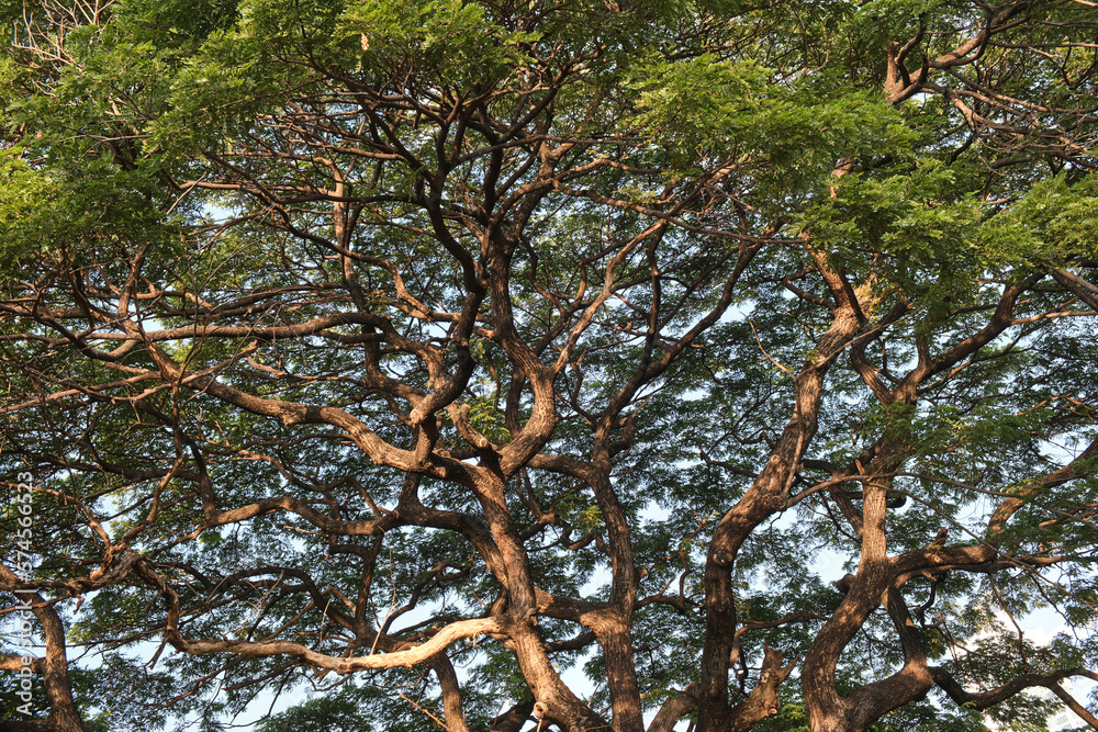 Beautiful rain tree in a public park in Thailand . Saman tree Stock ...