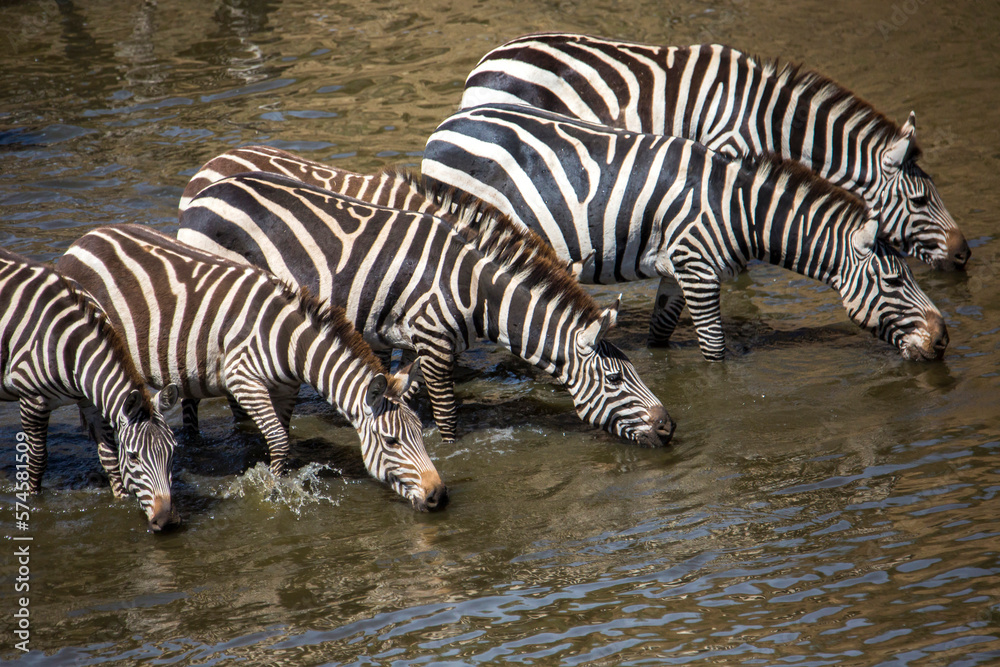 Herd of zebras drinking water, Maasai Mara, Kenya Stock Photo | Adobe Stock