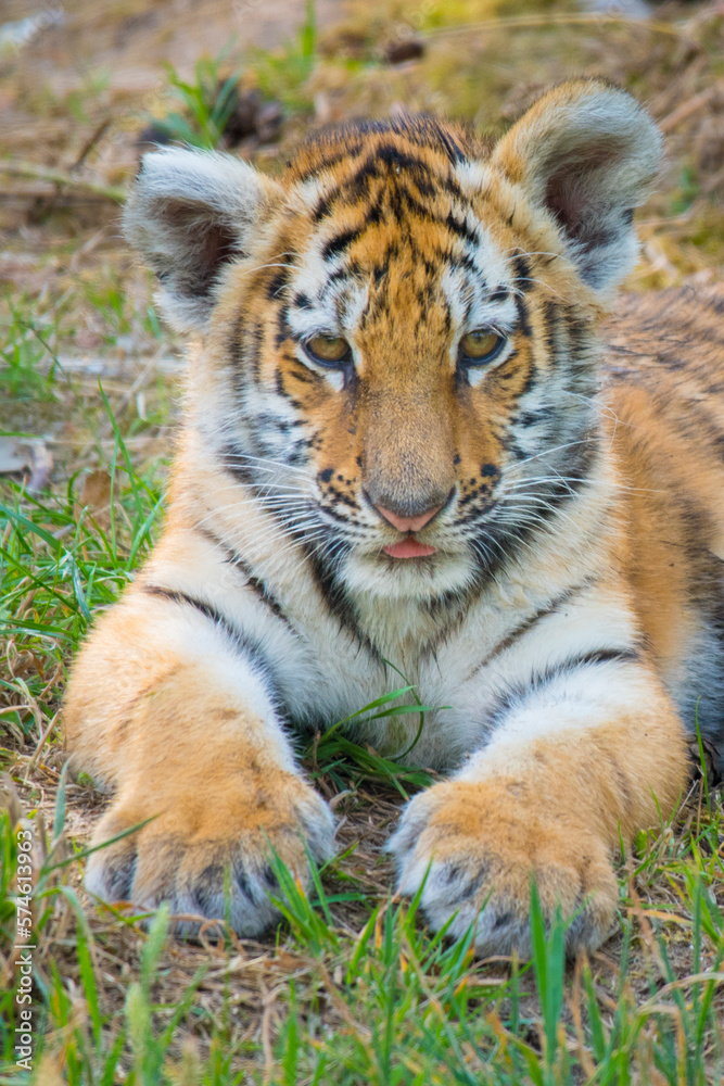 Siberian tiger (Panthera tigris altaica) cub, age 3 months. Captive ...