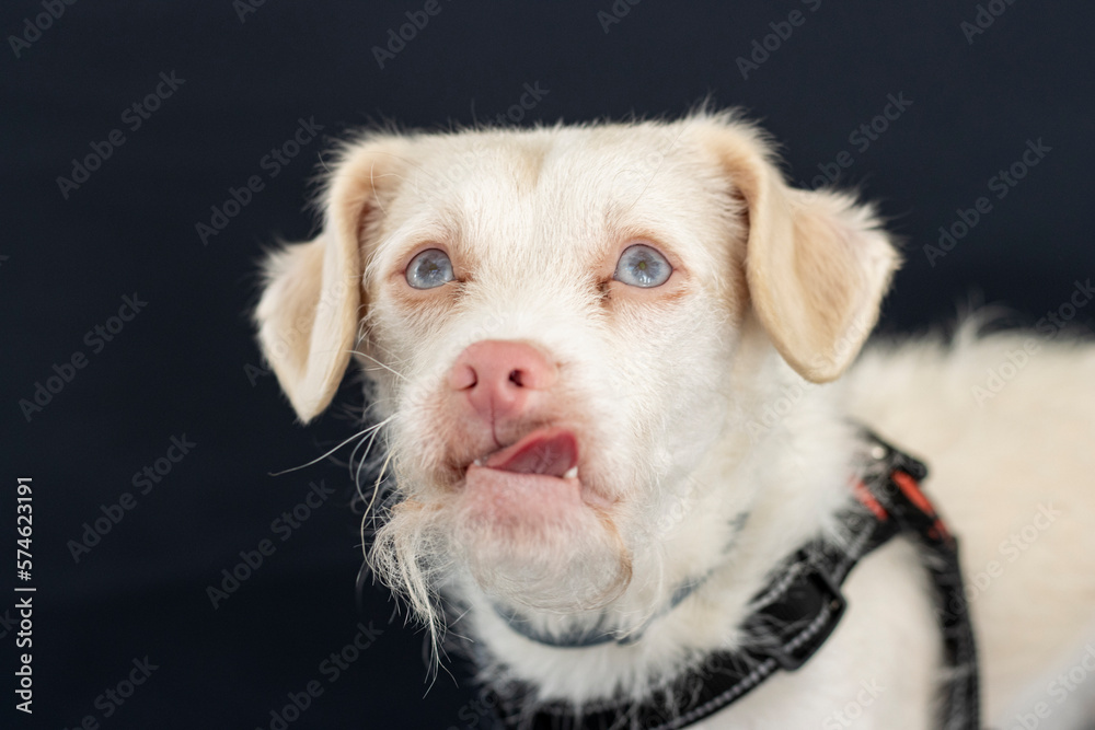 portrait of albino dog, with blue eyes and pink nose showing teeth ...