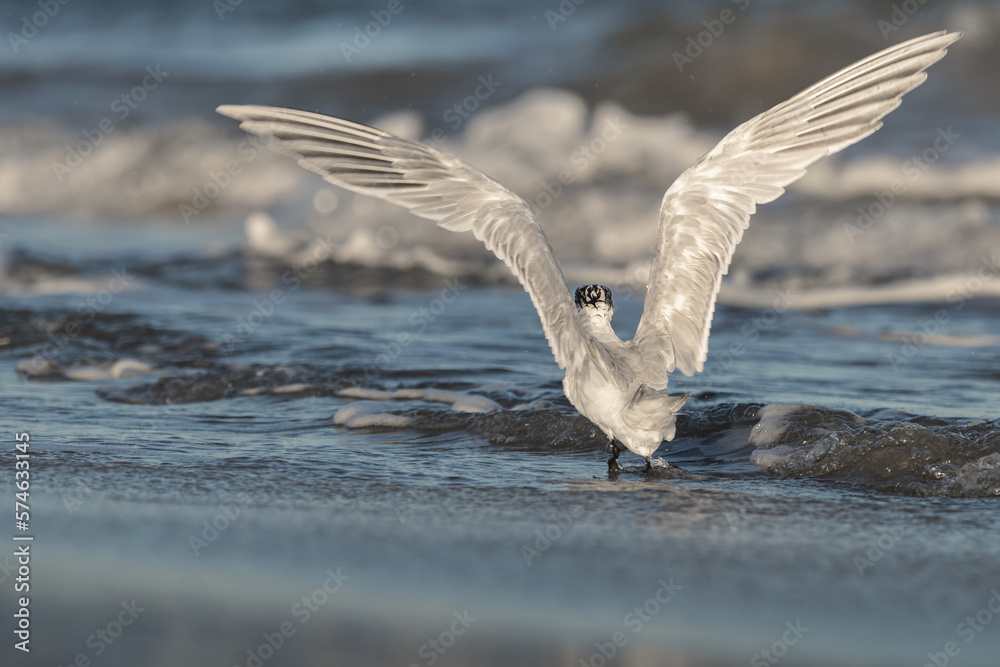 Royal tern in water with the wings opened isolated in the beach from ...