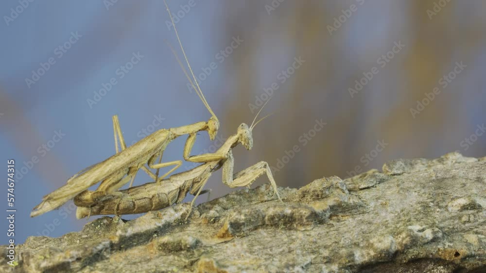 Couple of praying mantis mating on tree branch. The mating process of ...