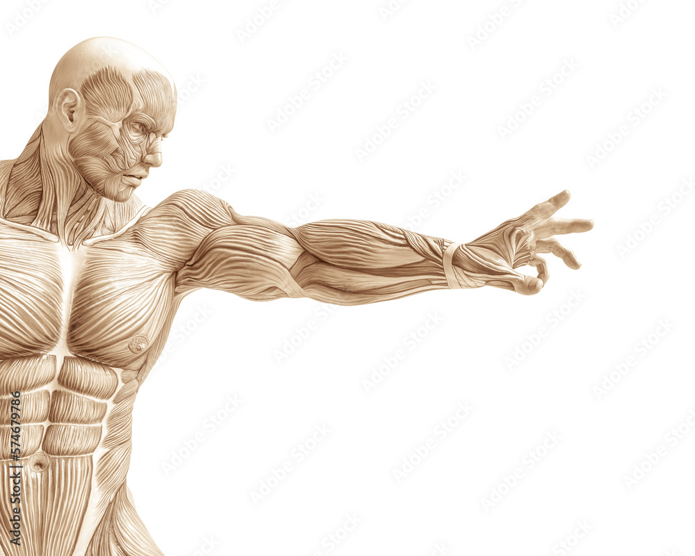 muscle man anatomy in an white background Stock Illustration | Adobe Stock