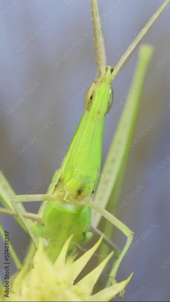Vertical video, Close up frontal portrait of Giant green slant-face ...