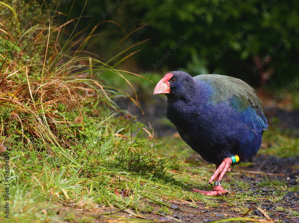 Very rare adult South Island Takahe (Porphyrio hochstetteri), an ...