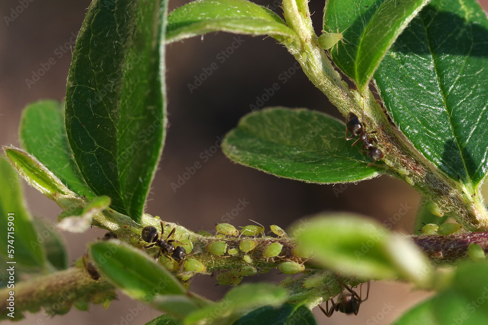 Aphids are a parasitic insect that sucks sap from plants. Ants taking ...