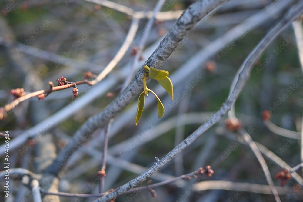 spring pruning of trees, cut tree trunks, moss-covered arbor trunks ...