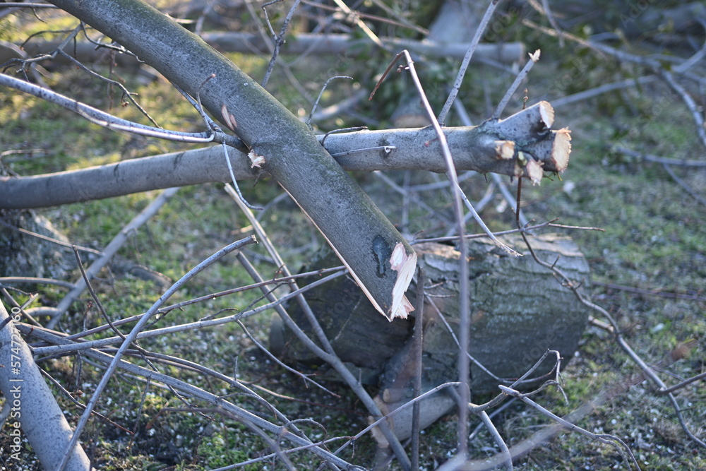 spring pruning of trees, cut tree trunks, moss-covered arbor trunks ...