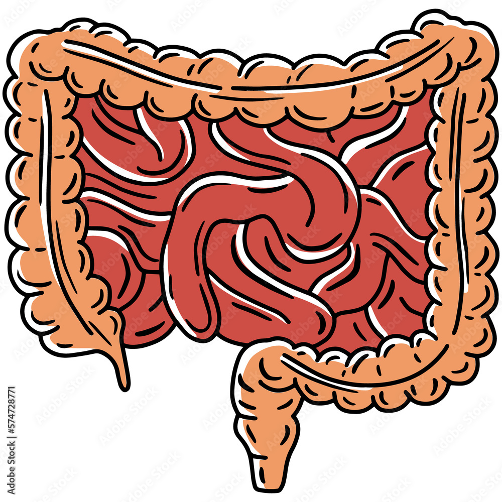 ภาพประกอบสต็อก Intestine, small bowel and large colon vector anatomical ...