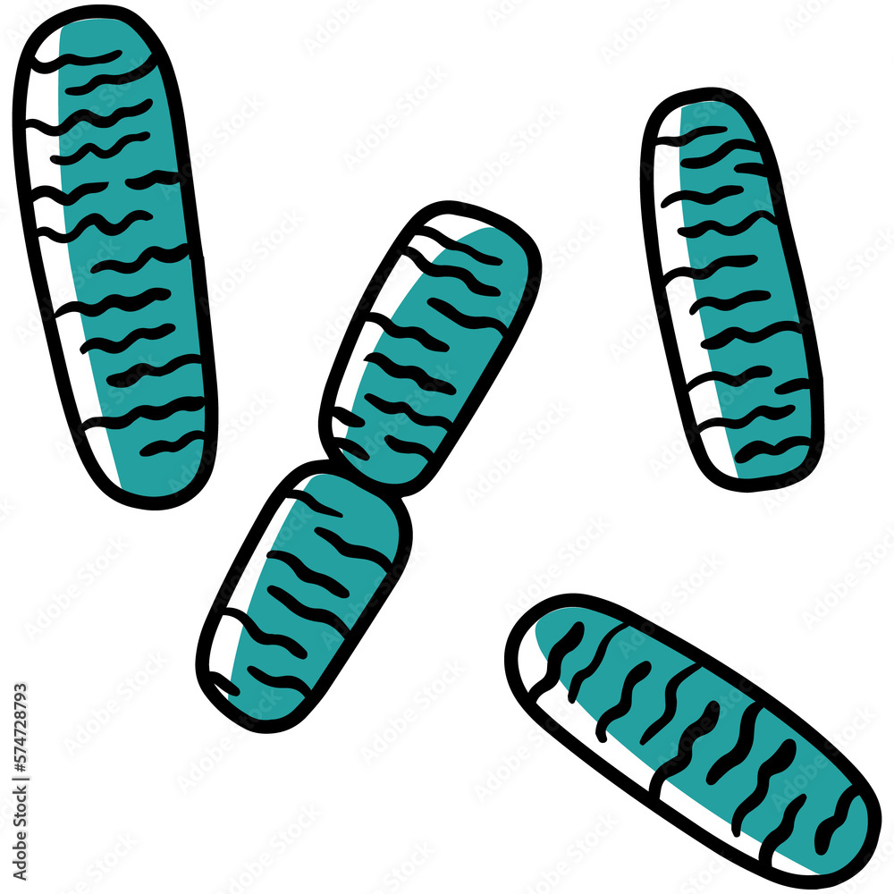 Lactobacillus, an anaerobic bacterium in the human intestinal ...