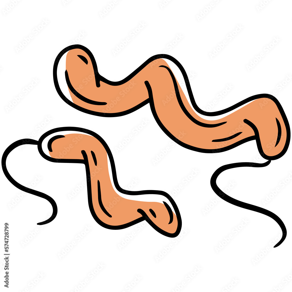 Campylobacter gram-negative curved bacteria in the human intestinal ...