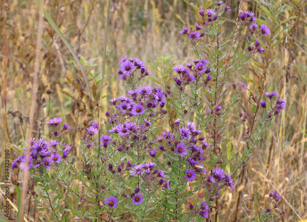 Asters Grassland