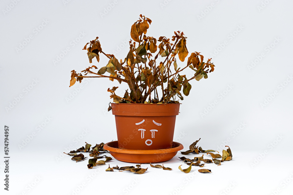 Houseplant with a drawn crying face withered from insufficient watering ...
