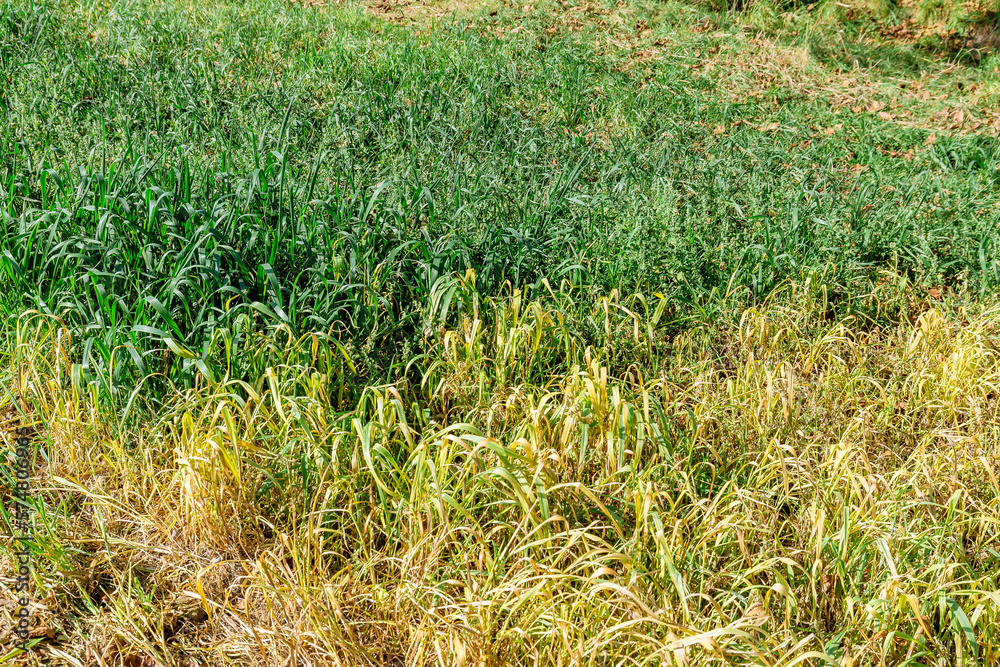 Foto de Green and yellowed grass after chemical treatment. Destruction ...