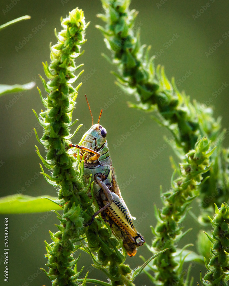 Differential Grasshopper hiding among weeds along the nature trail in Pearland, Texas! foto de ...