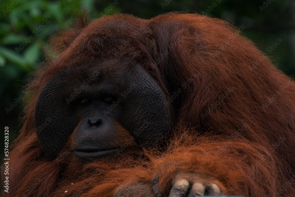 Bornean orangutan (Pongo pygmaeus) is a species of orangutan native to ...