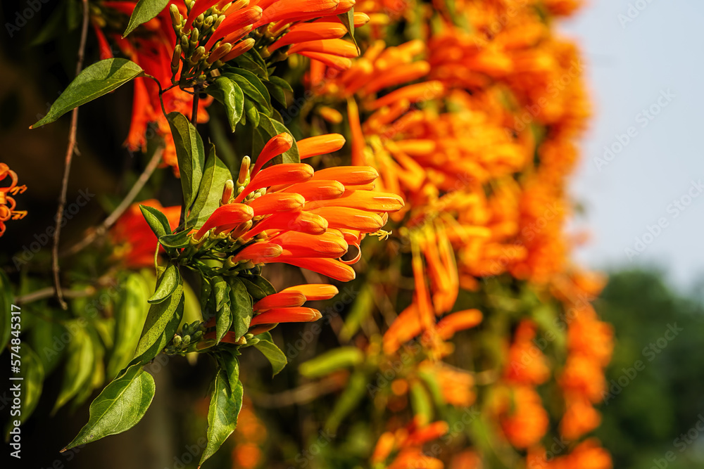 Pyrostegia venusta flower, also known as flamevine or orange trumpet ...