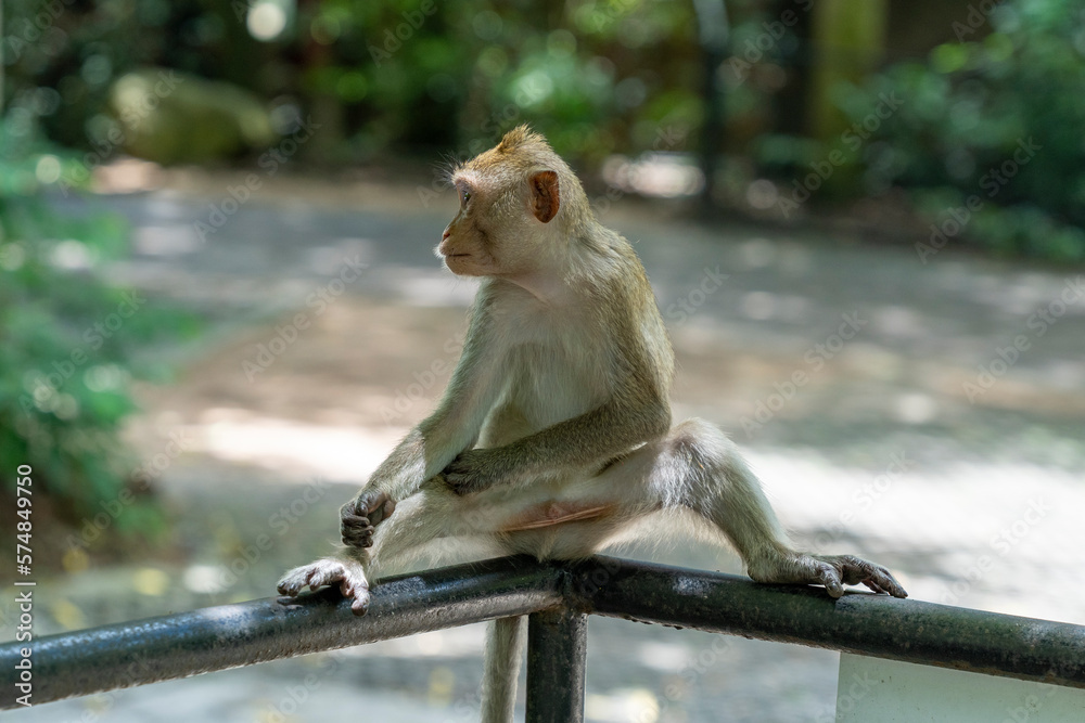 The monkey sits on the fence with its legs apart and turning its head ...
