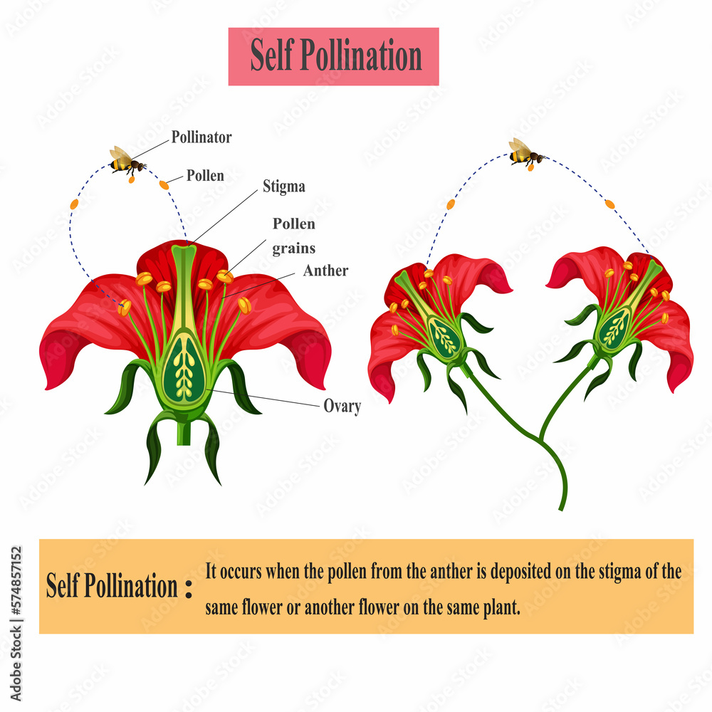 Self-pollination. Pollination of flowering plants scheme for biology ...